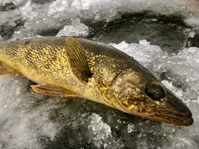 Chequamegon Bay Fishing Report Archives - Wisconsin Fishing Guides
